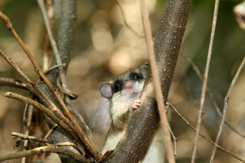 A bokrosok "óriása" nyomában | Magyar Madártani és Természetvédelmi ...
