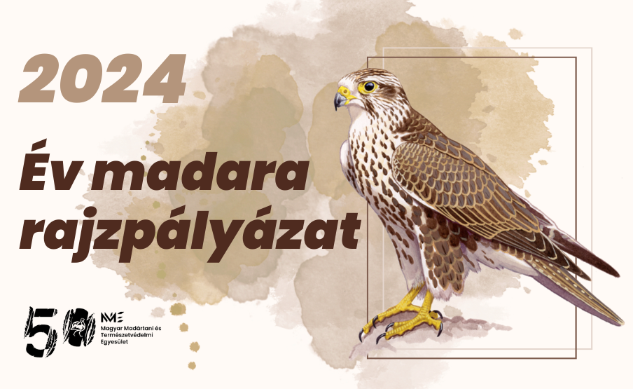 Rajzpályázat - 2024 év madara a kerecsensólyom | Magyar Madártani és ...