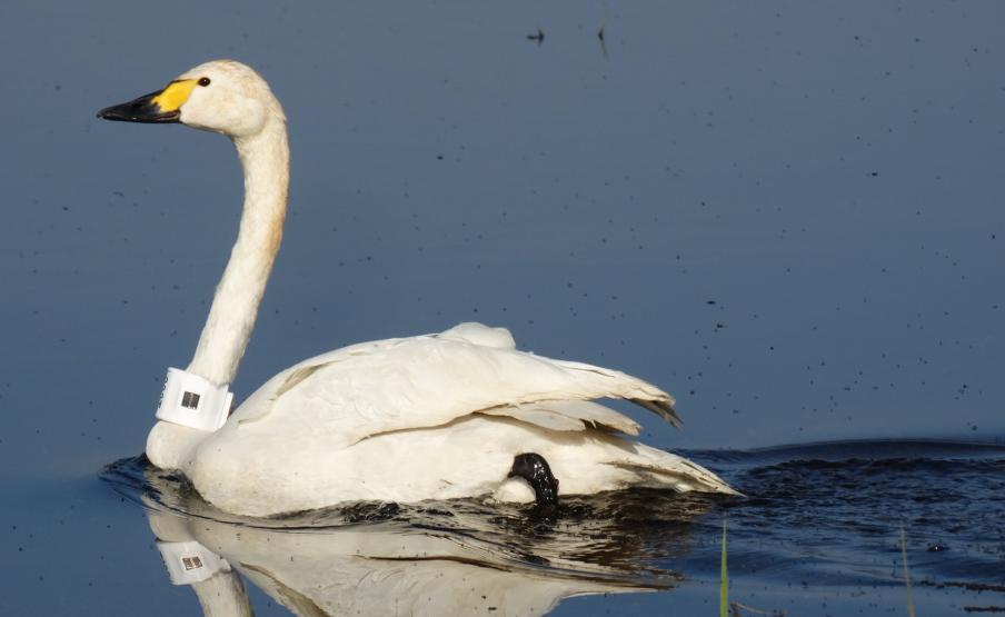 Két nap alatt ezer kilométert repült a mentett kis hattyú | Magyar ...