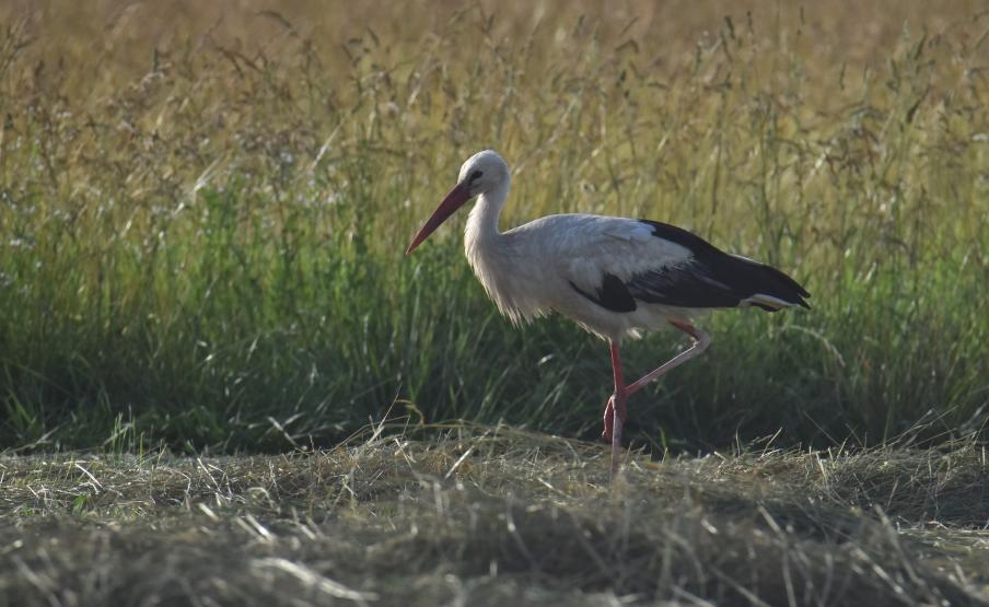 22. évében jár a legidősebb Magyarországon fészkelő fehér gólya ...