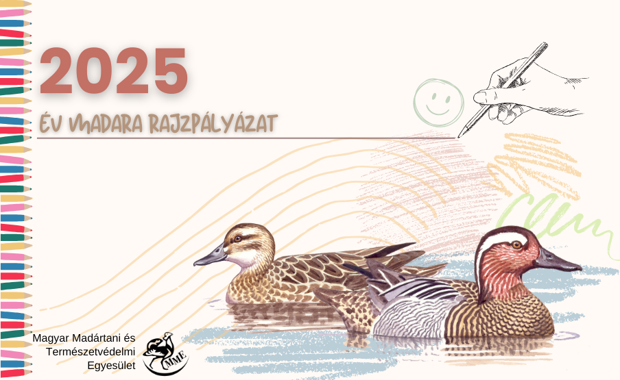 Rajzpályázat - 2025 év madara a böjti réce | Magyar Madártani és ...