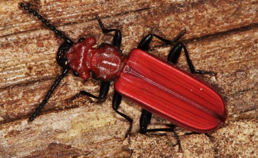 Mit bogarász a madarász? | Magyar Madártani és Természetvédelmi Egyesület