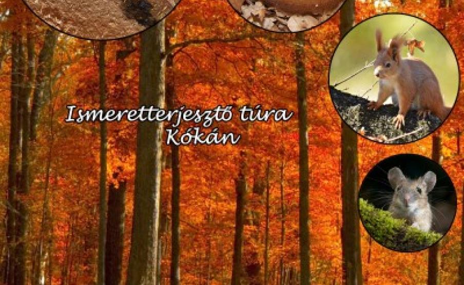 „Pelék, mókusok, erdei egerek”- Ismeretterjesztő túra! | Magyar ...