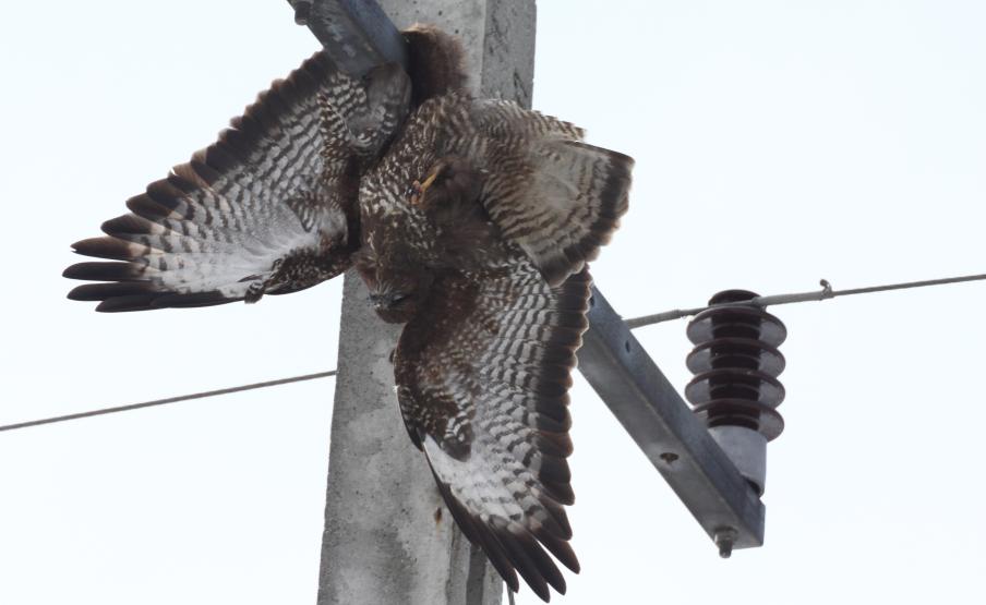 Akadálymentes Égbolt megállapodás | Magyar Madártani és ...