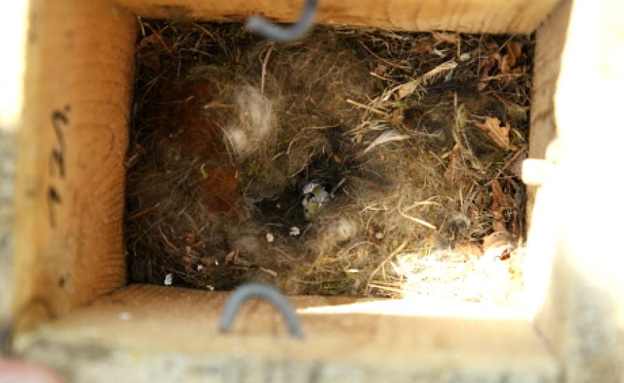 Odútakarítás-peletúra | Magyar Madártani és Természetvédelmi Egyesület