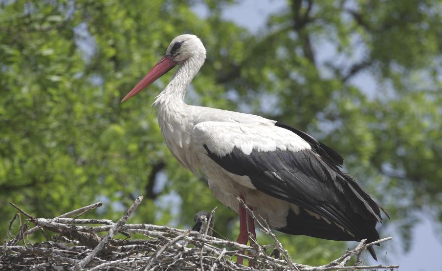 Fehér gólya | Magyar Madártani és Természetvédelmi Egyesület