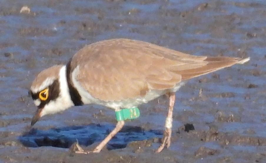 Magyar gyűrűs kis lile Németországban | Magyar Madártani és ...