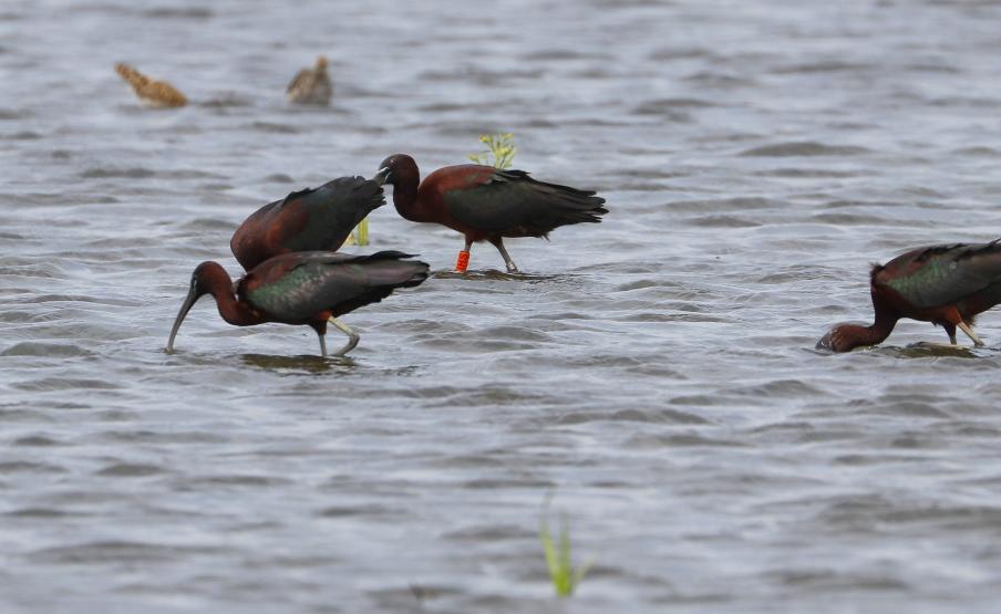Olasz gyűrűs batla Magyarországon | Magyar Madártani és ...
