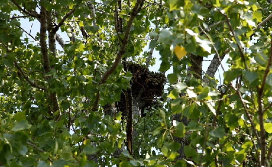 Ragadozómadarak fészkeinek keresése Debrecenben | Magyar Madártani és ...