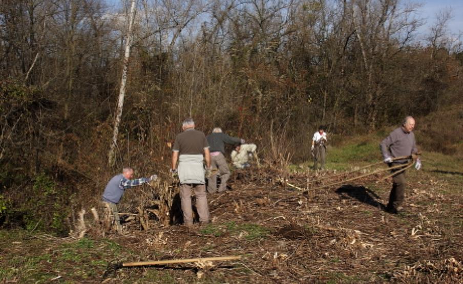 Élőhelykezelés a homoktövis újpesti élőhelyének védelméért | Magyar ...