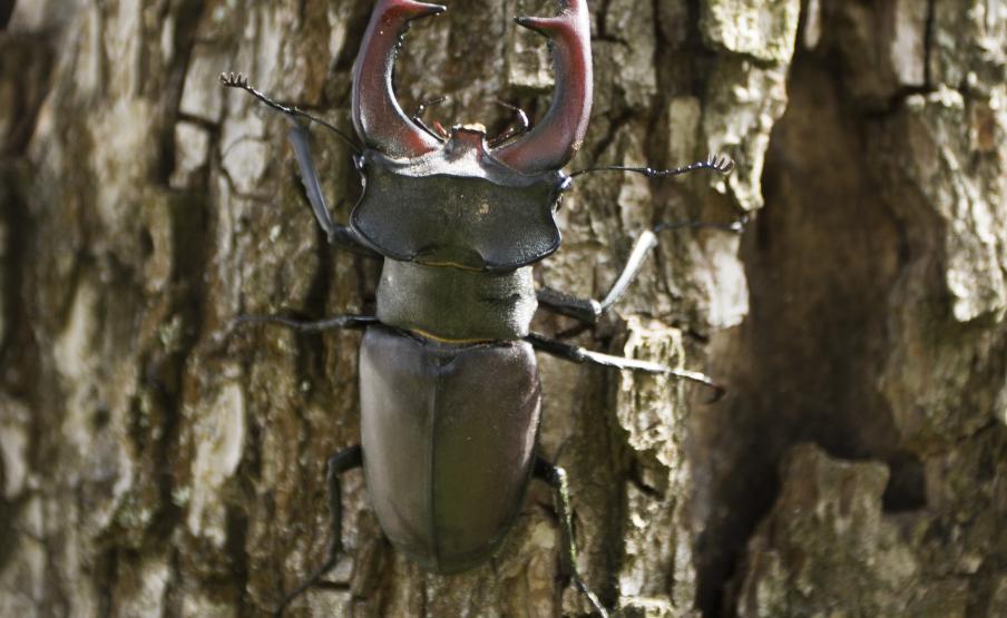 Nagy szarvasbogár | Magyar Madártani és Természetvédelmi Egyesület