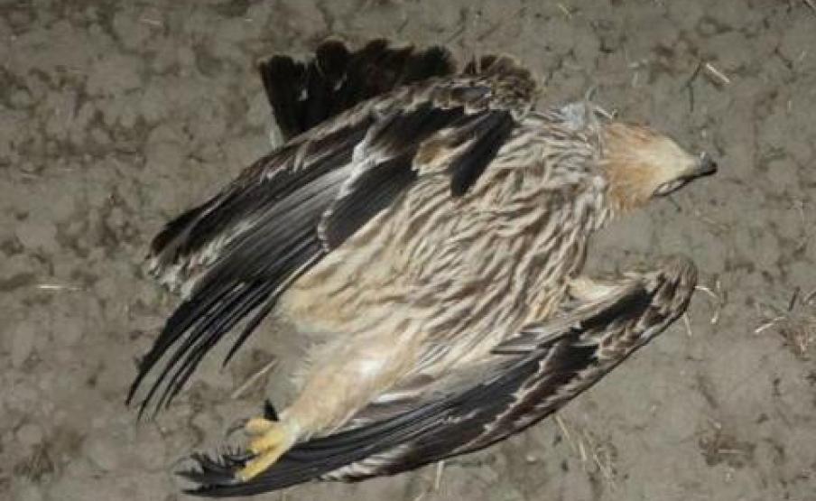 "Osli" élete és halála | Magyar Madártani és Természetvédelmi Egyesület