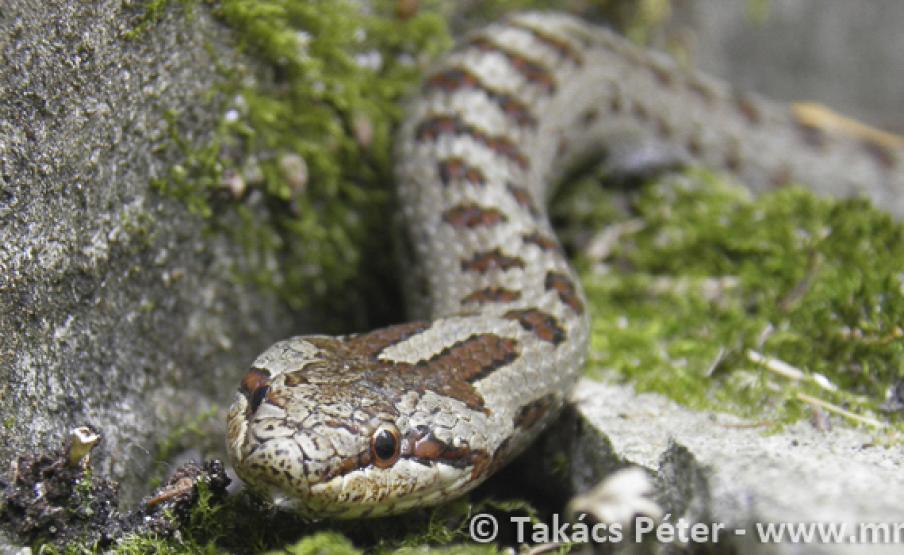 Rézsikló | Magyar Madártani és Természetvédelmi Egyesület