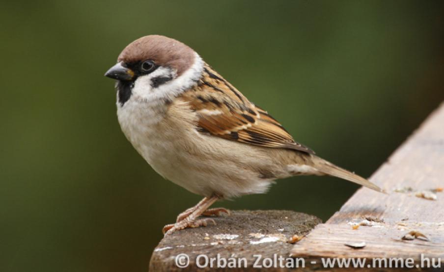 Eurasian Tree Sparrow | Magyar Madártani és Természetvédelmi Egyesület
