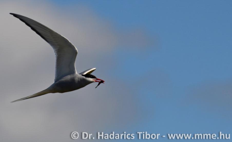 Sarki csér | Magyar Madártani és Természetvédelmi Egyesület