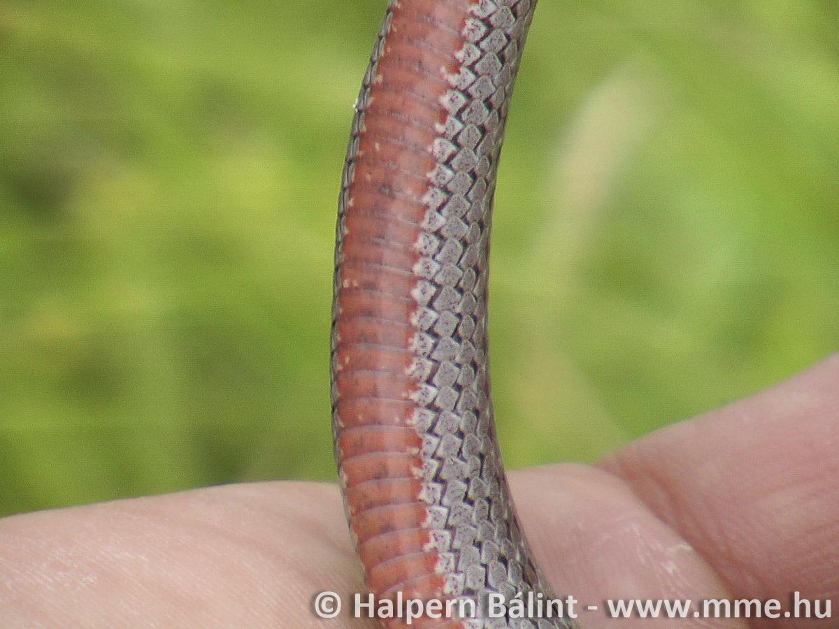 Rézsikló | Magyar Madártani és Természetvédelmi Egyesület