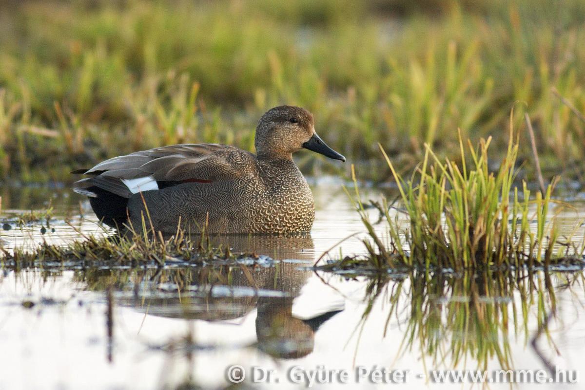 Kendermagos réce | Magyar Madártani és Természetvédelmi Egyesület