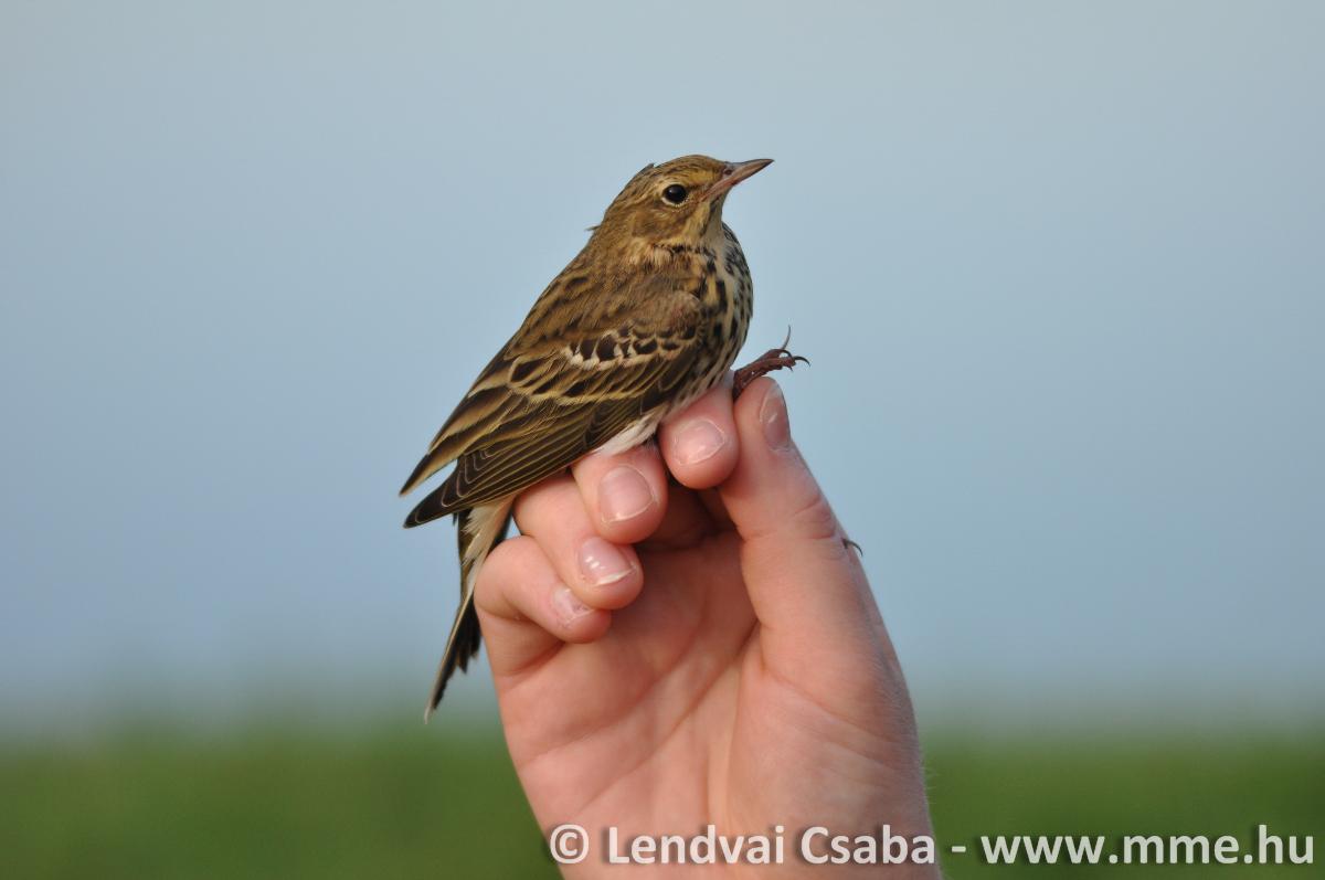 Erdei pityer | Magyar Madártani és Természetvédelmi Egyesület