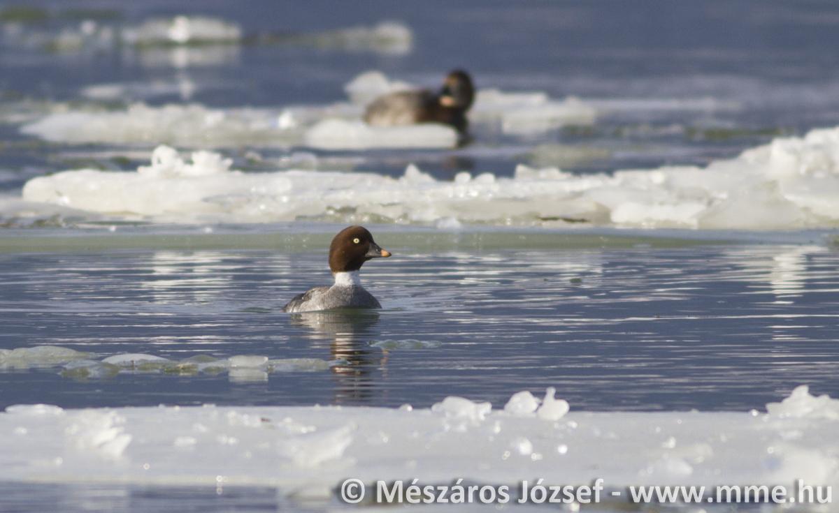 Kerceréce | Magyar Madártani és Természetvédelmi Egyesület
