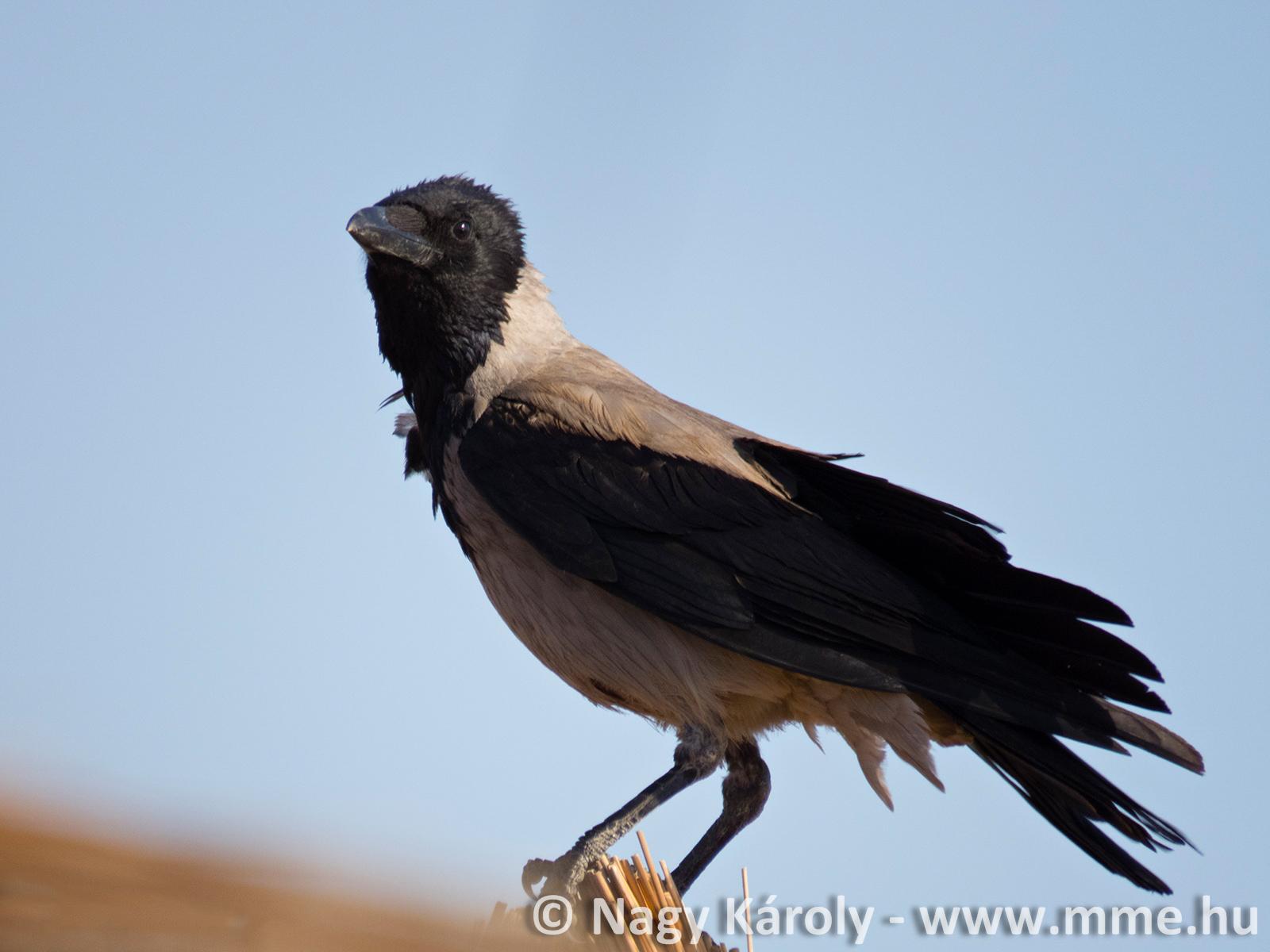 Dolmányos varjú | Magyar Madártani és Természetvédelmi Egyesület