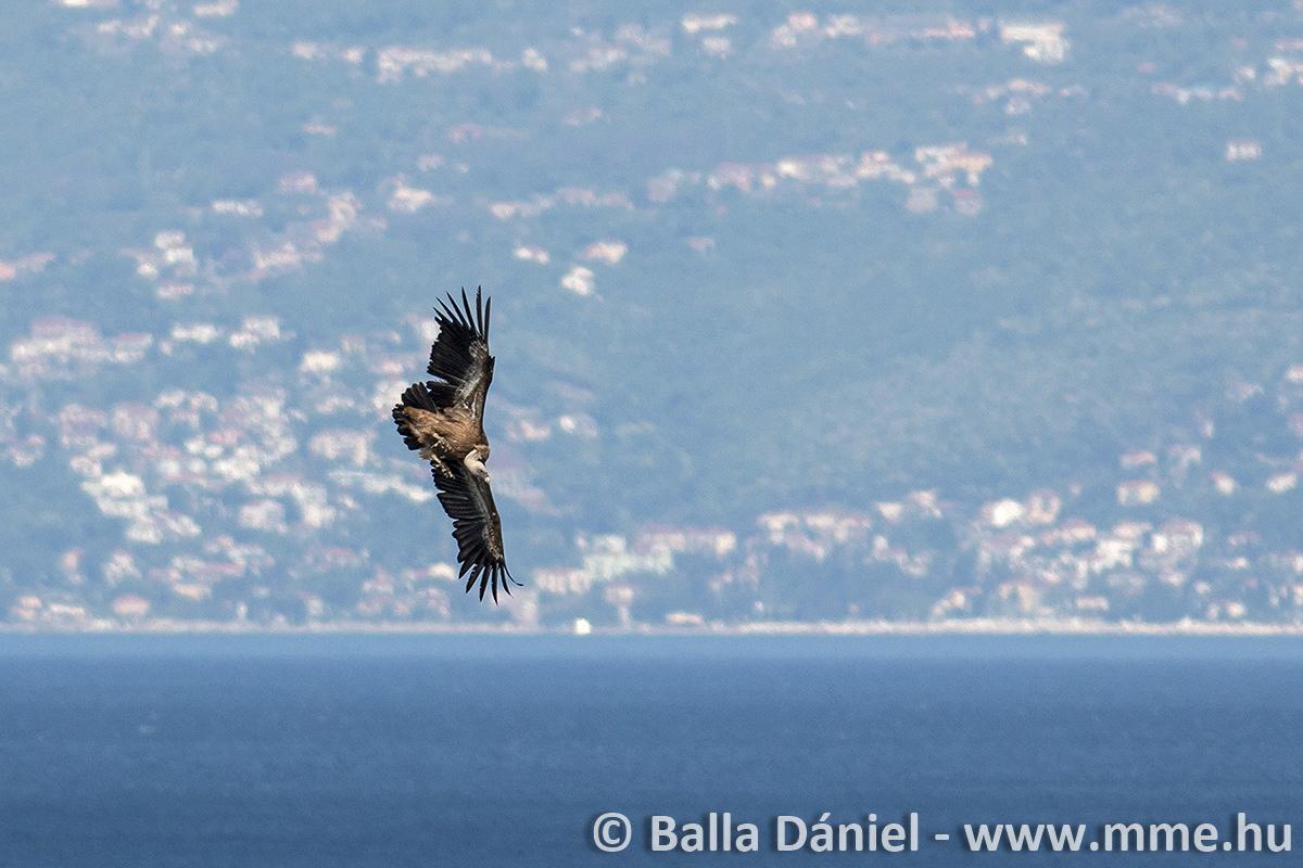 Fakó keselyű | Magyar Madártani és Természetvédelmi Egyesület