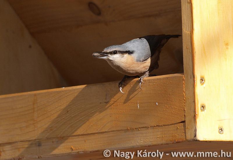 Csuszka | Magyar Madártani és Természetvédelmi Egyesület