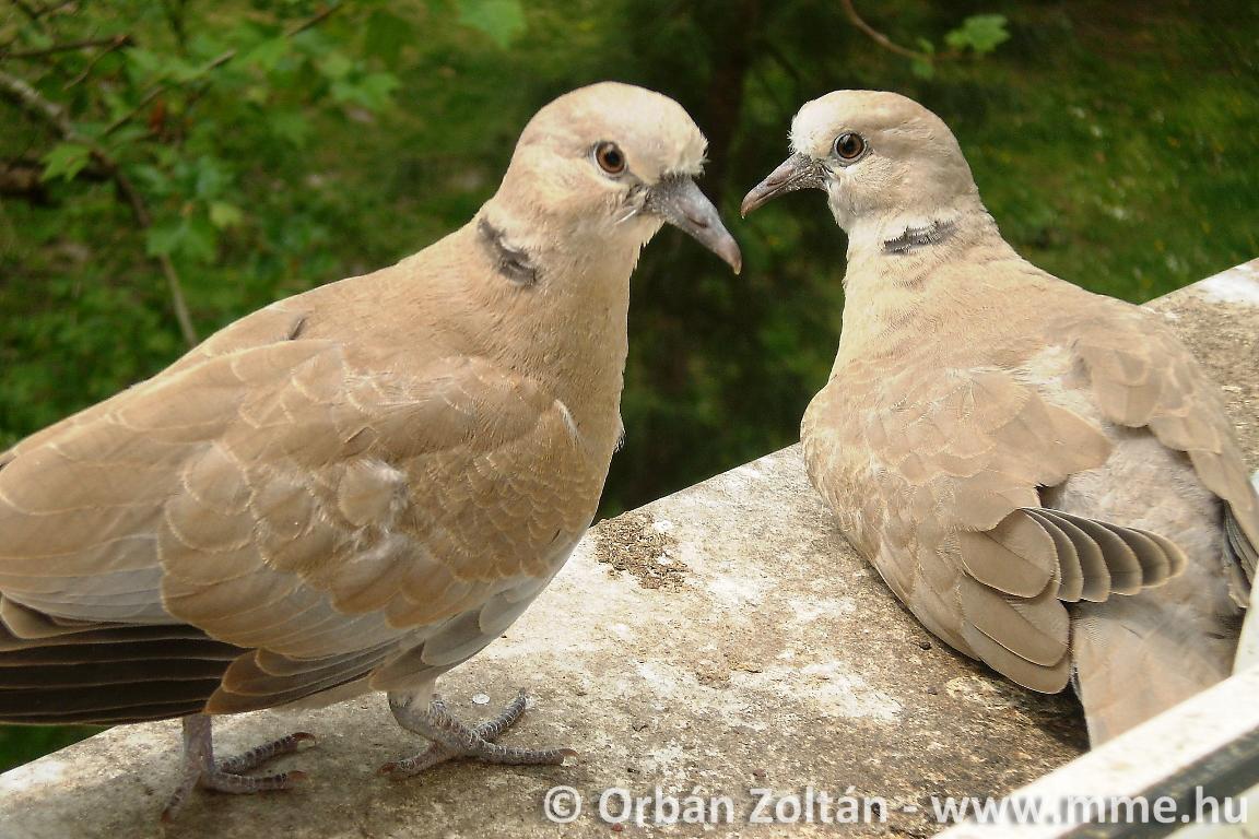 Balkáni gerle | Magyar Madártani és Természetvédelmi Egyesület